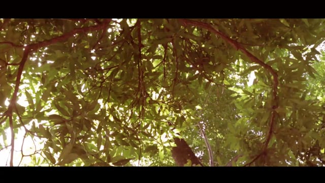 In Search of The Lost Sun - The Pitch Film Fund